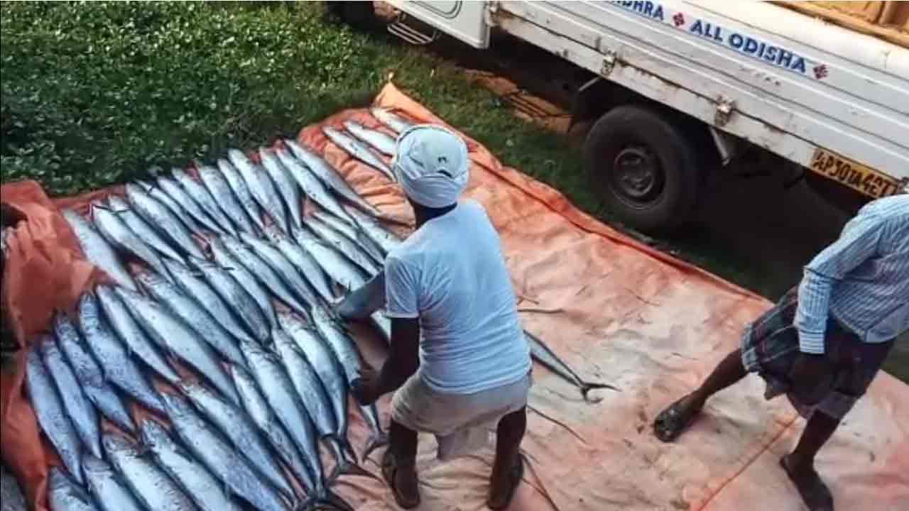 Konam Fish: గంగపుత్రుల పంట పండింది.. వేటకు వెళ్లిన అందరి వలల్లో ...