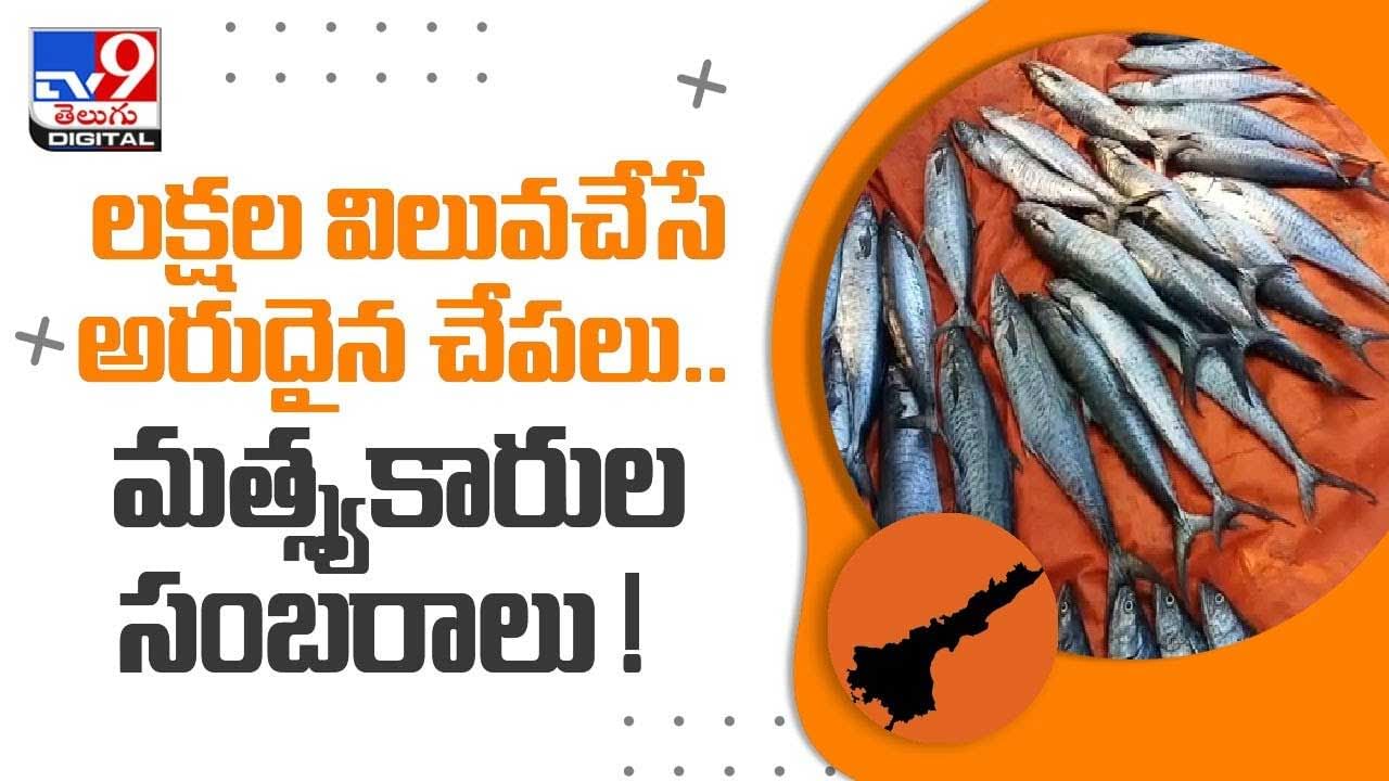 Konam Fish: గంగపుత్రుల పంట పండింది.. వలల్లో లక్షల విలువచేసే అరుదైన ...