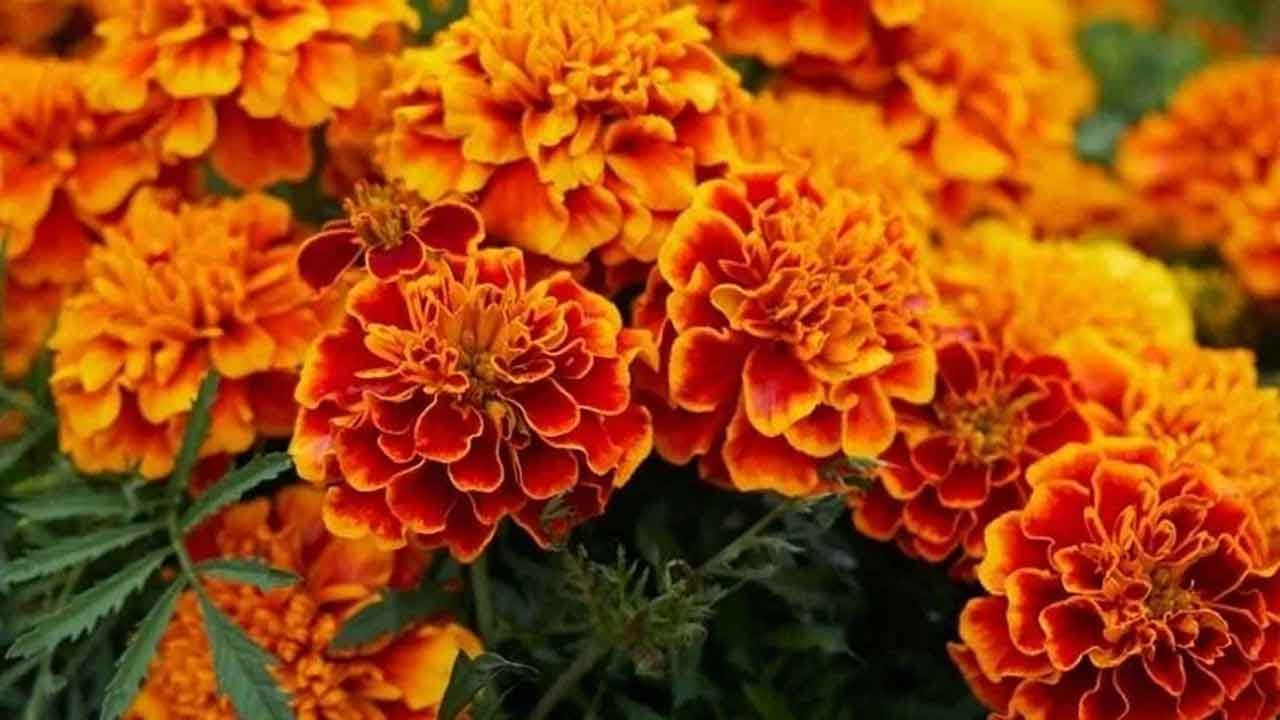 Marigold Cultivation: బంతి పూల సాగు.. బహు బాగు.. సాగుచేస్తే.. ఎకరానికి ...