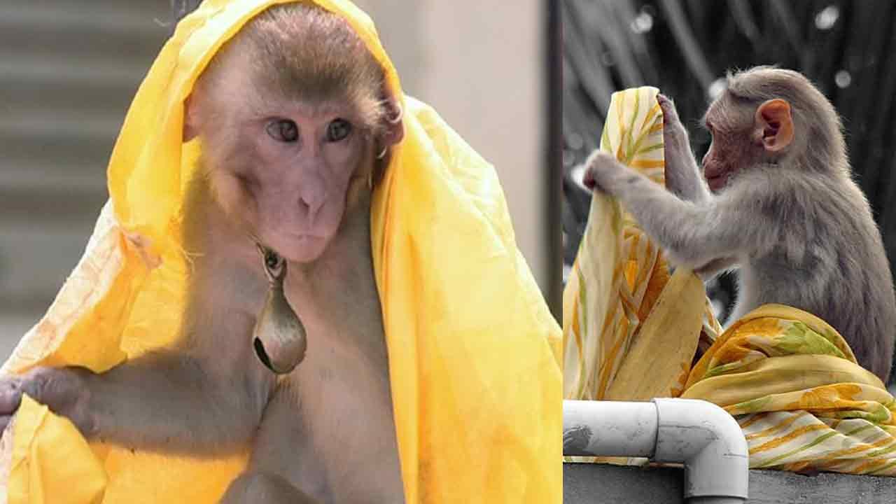 Viral News: చీర కట్టులో వయ్యారాలు పోతున్న వానరం.. చూస్తే ఫిదా ...