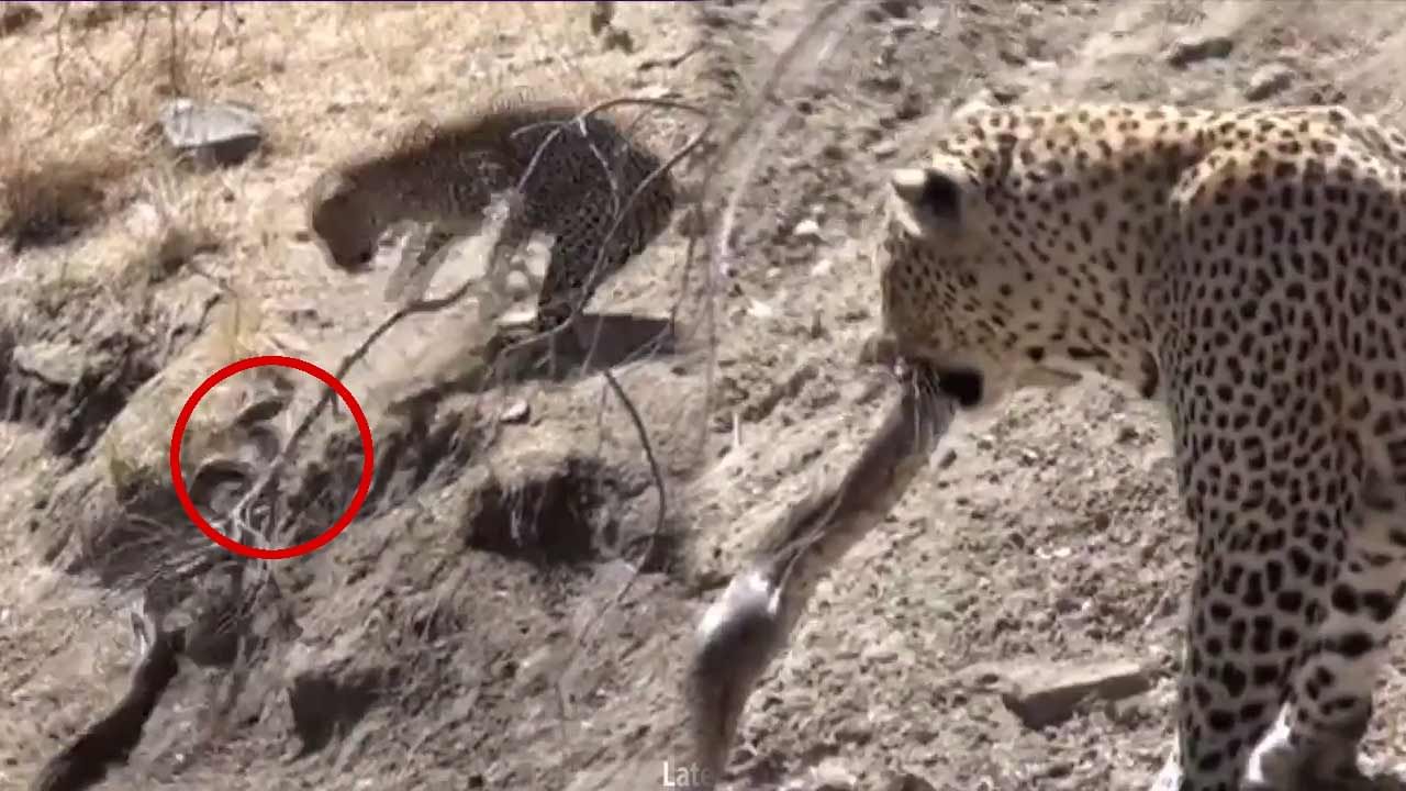 Viral Video: చిరుత Vs పైథాన్.. పోరు మాములుగా లేదుగా.. చివరికి ...