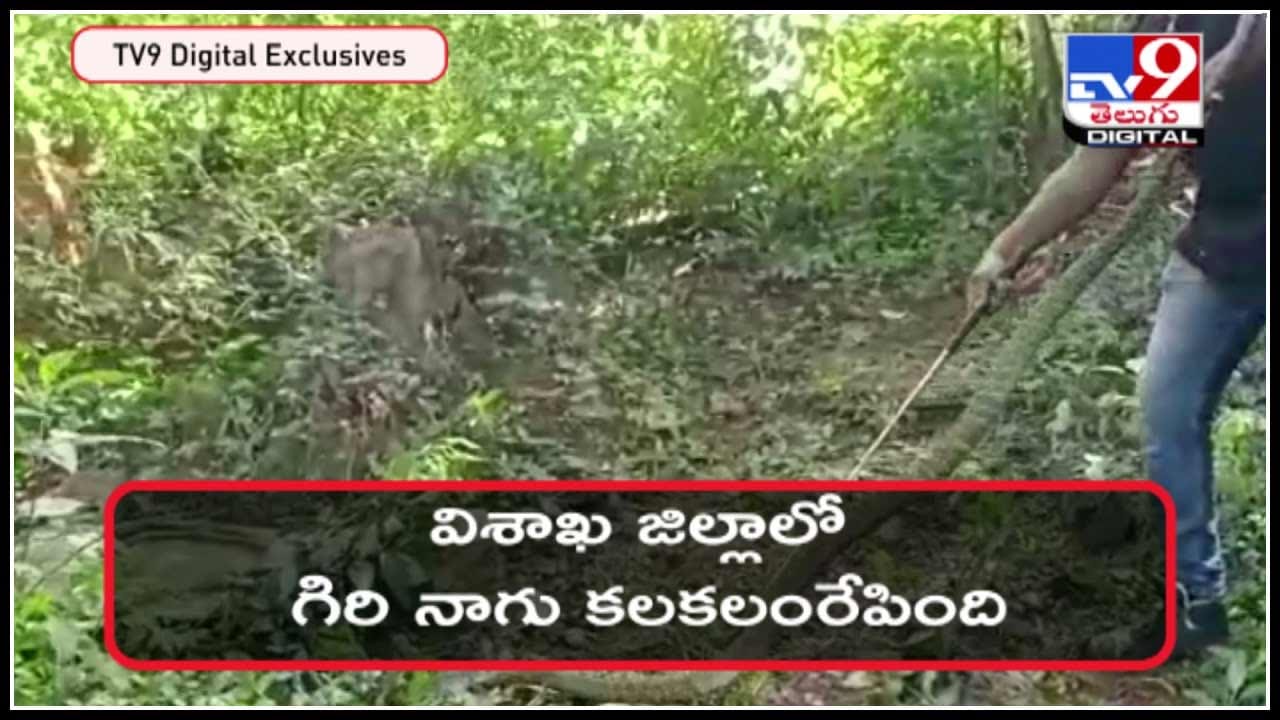 Nagu Snake video: మరోమారు ప్రత్యక్షమైన రాచ నాగు.. పొదల్లో రచ్చ అంత ఇంత ...