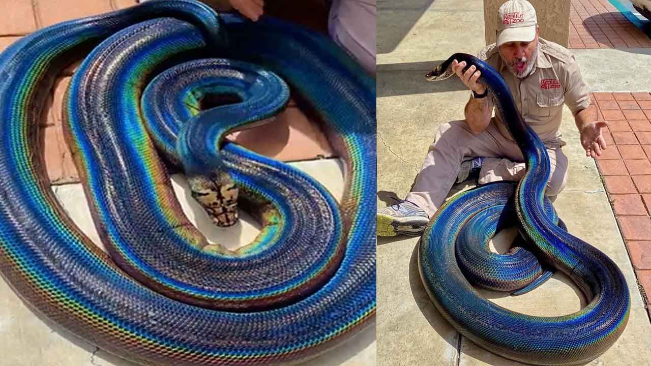 Rainbow Python: అందమైన ఇంద్ర ధనుస్సు రంగులున్న కొండచిలువ.. మైలవ్ ...