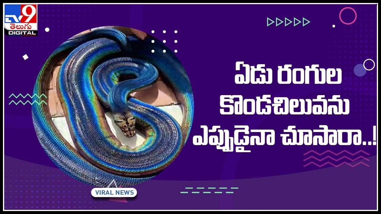 Rainbow Python video: ఏడు రంగుల కొండచిలువను ఎప్పుడైనా చూసారా ...