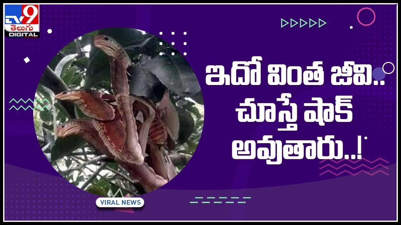 Viral Video: మూడు తలల పాము.. చూస్తే షాక్‌.. నెట్టింట వైరల్‌ అవుతున్న ...