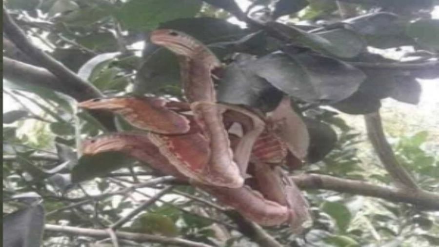 Three Head Snake: మూడు తలల పాముని ఎప్పుడైనా చూశారా..! షాక్ అవుతారు.. - Telugu News | Three head ...