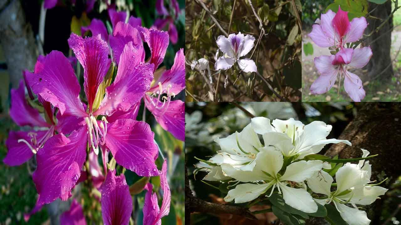 Deva Kanchanam: గజ్జి, దురద, తామరతో ఇబ్బంది పడుతున్నారా.. అందంకోసం ...