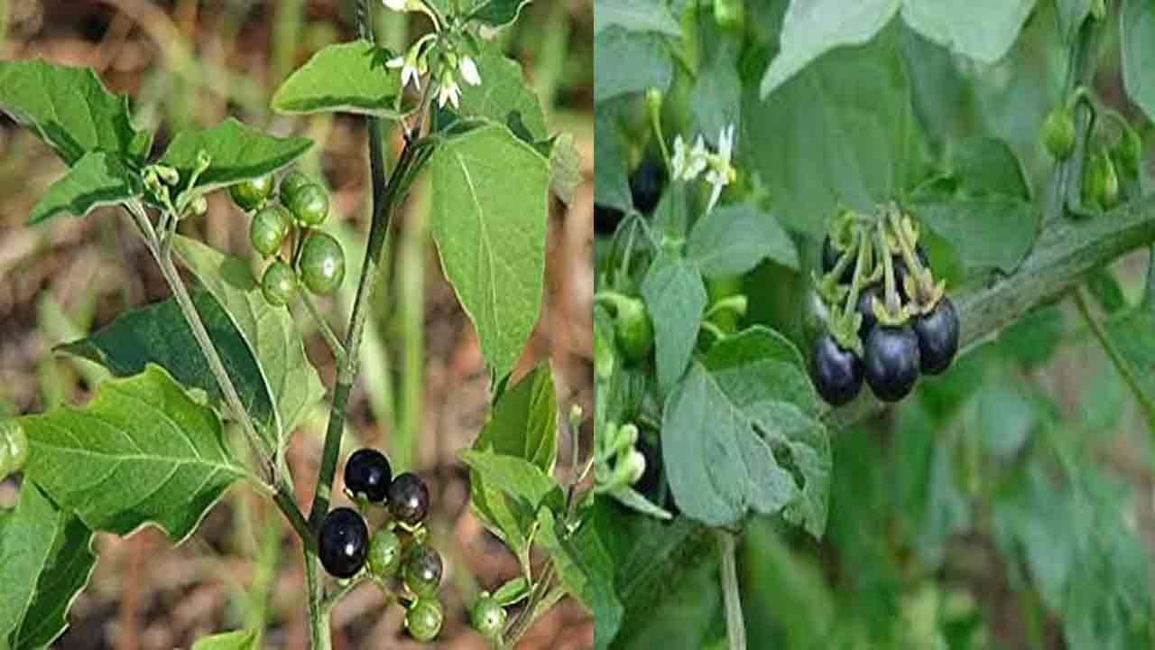 Kamanchi Plant: కాలేయ సమస్యలకు చెక్ పెట్టే ఈ కలుపు మొక్క.. పేటెంట్ ...