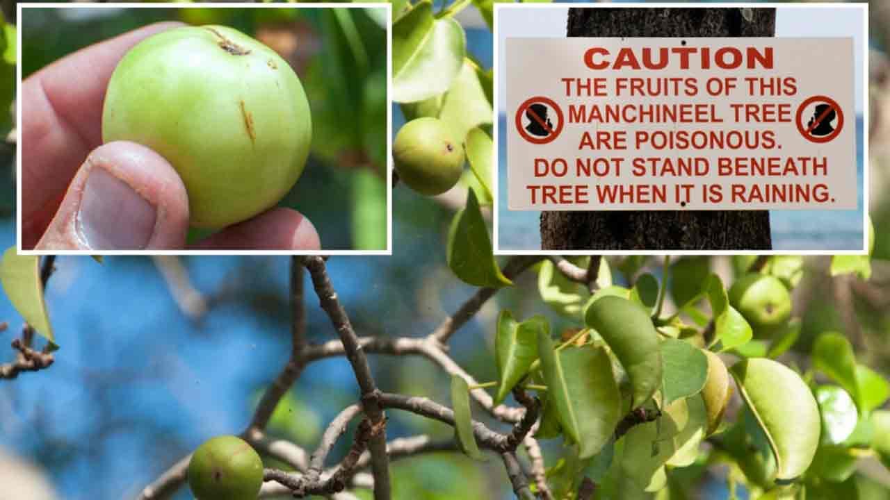 Dangerous Tree: ఆ చెట్టు కిందకు వెళ్తే చనిపోతారు.. అత్యంత ప్రమాదకర ...
