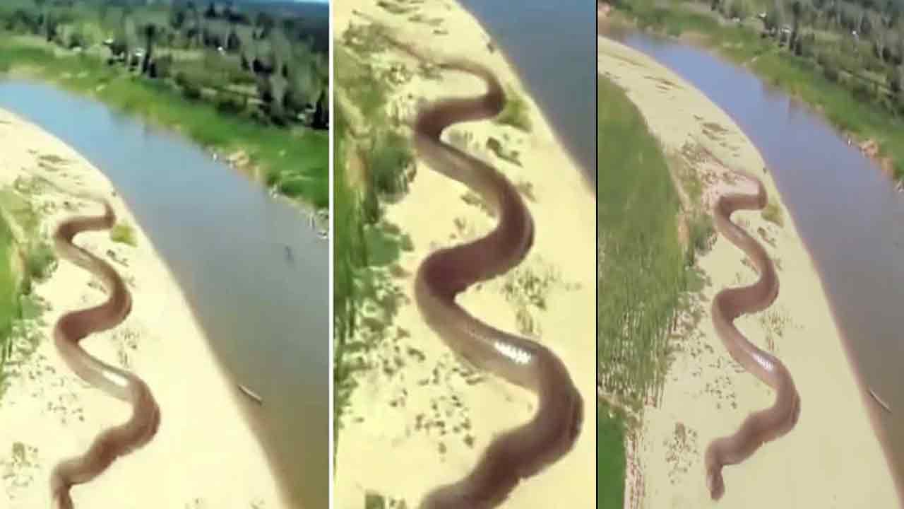 Viral Video: వామ్మో ఇదేం పాము.. నది ఒడ్డున సేదతీరుతున్న భారీ కొండచిలువ ...