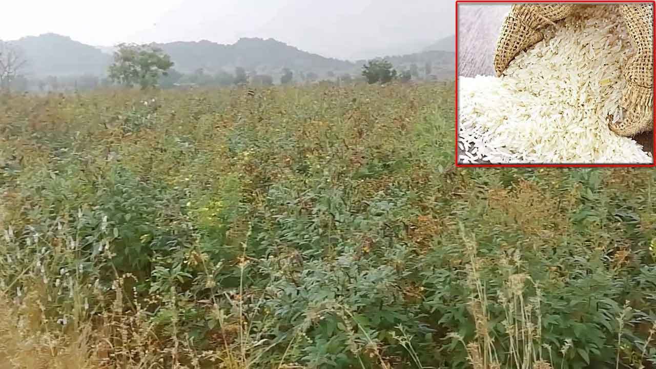 Ration Dump: కంది చేనులో రేషన్ మాఫియా కథలు.. రెడ్‌హ్యాండెడ్‌గా బుక్ ...