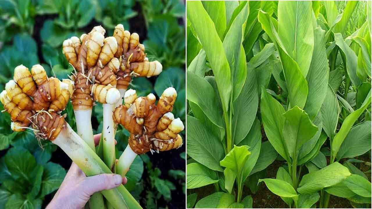 Turmeric Farming: ప్రత్యేక రకం పసుపు సాగుతో అద్భుతాలు.. ఎకరాకు ఏడాదికి ...