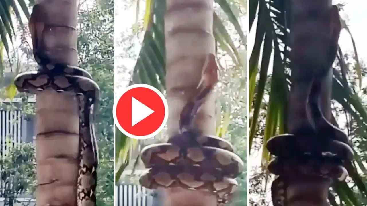 Viral Video: కొబ్బరి చెట్టు ఎలా ఎక్కాలో నేర్పుతున్న కొండ చిలువ ...