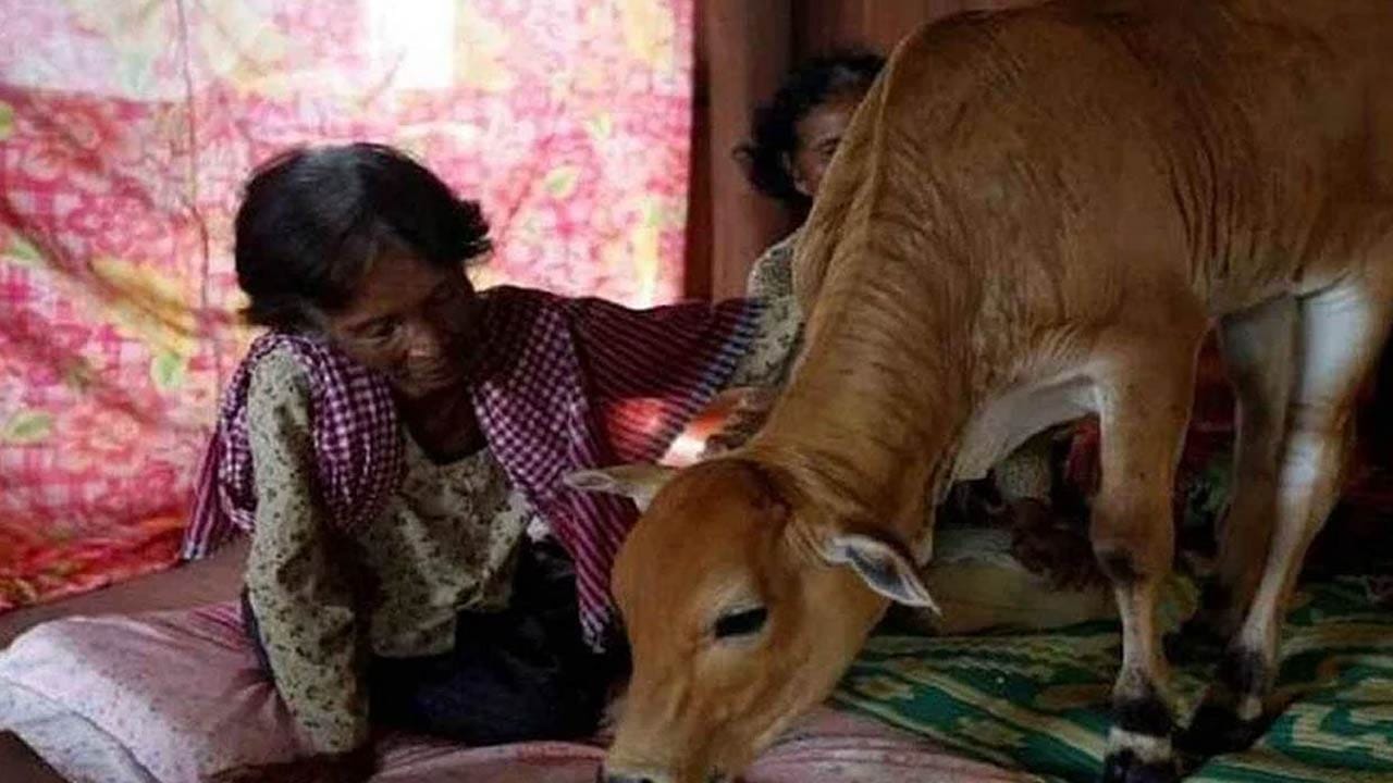 Viral news: చనిపోయిన భర్త మళ్లీ పుట్టాడంటూ ఆవును మనువాడిన మహిళ ...