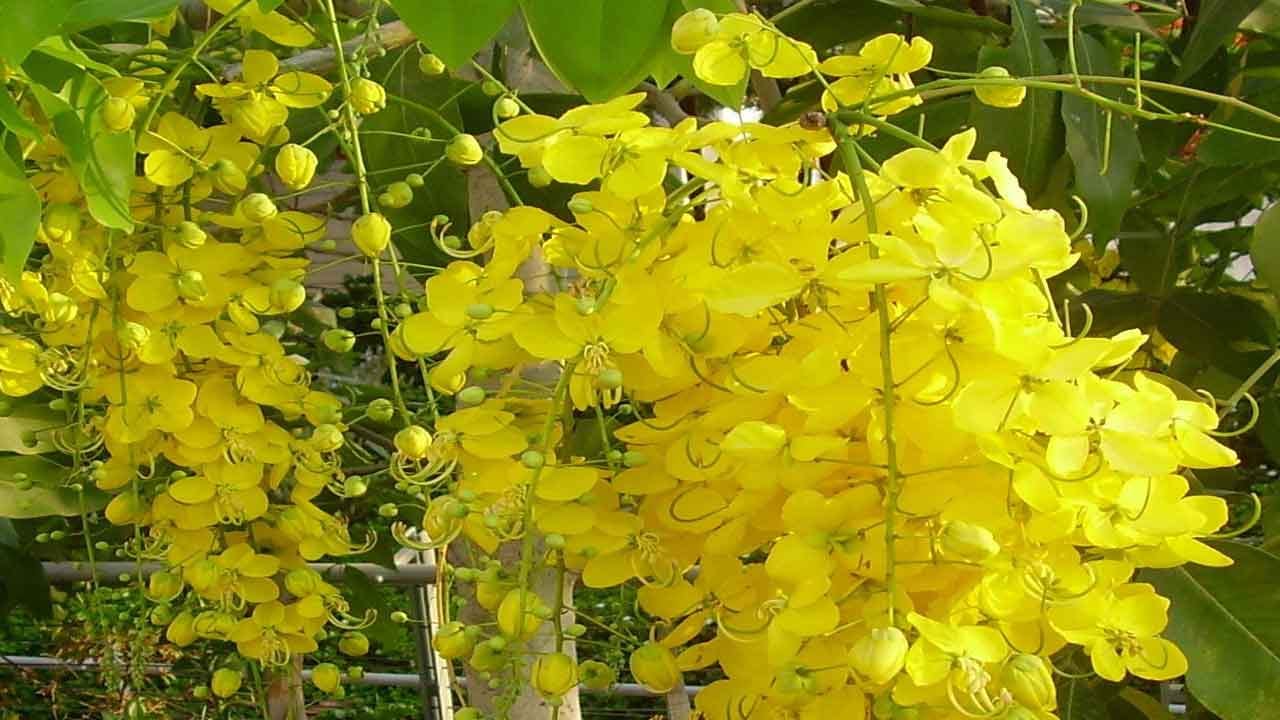 Amaltas Benefits For Health: రేల చెట్టు మీ ఇంట్లో ఉంటే అనేక ప్రయోజనాలు ...