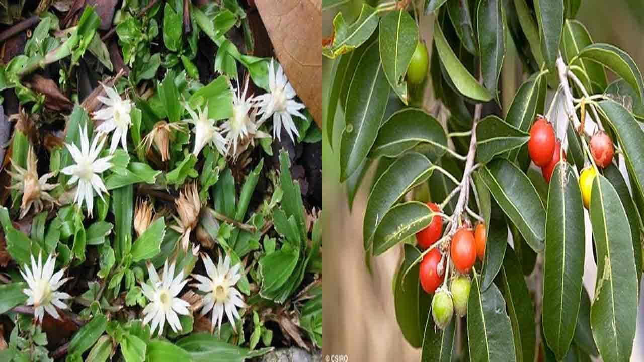 Bakula Plant: మనం రోజూ చూసే ఈ చెట్టుకి ఆయుర్వేదంలో ప్రముఖ స్థానం.. దంత ...