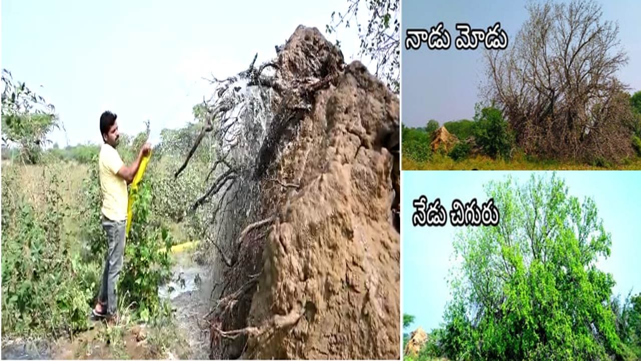 Banyan Tree: 2 నెలల కష్టం.. 50 వేల ఖర్చు. 70ఏళ్ల మఱ్ఱి చెట్టుకు ...