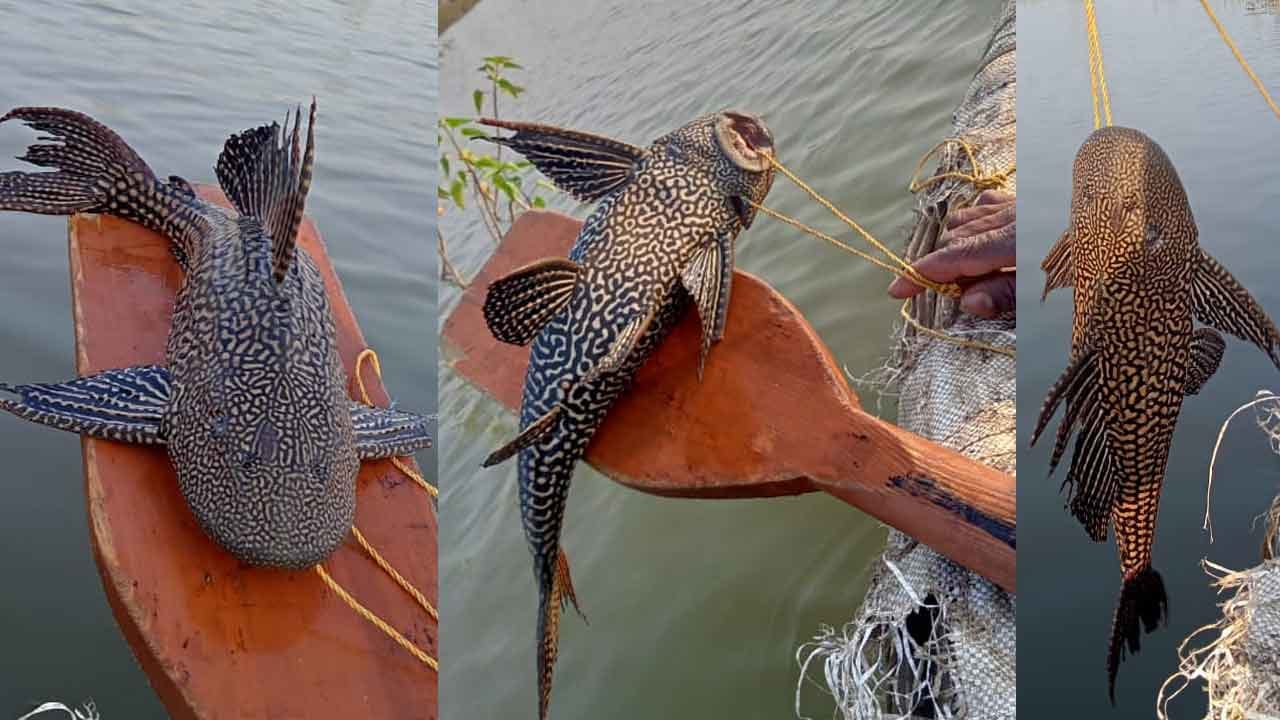 Evil Fish : అమ్మో.. ఆ చెరువులో దెయ్యం చేప.. ఆందోళనలో నిపుణులు.. ఎందుకంత ...