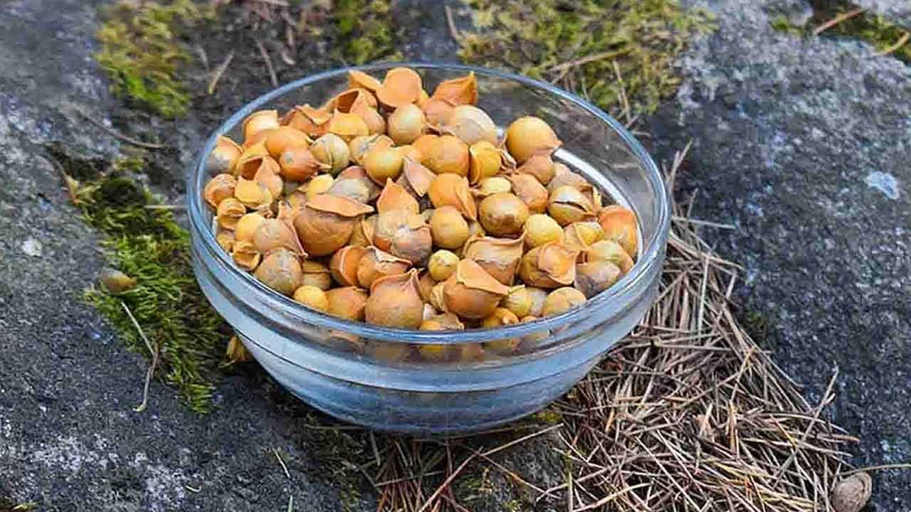 Himalayan Garlic: హిమాలయన్ వెల్లుల్లి తింటే ఎంత లావు పొట్ట అయినా ఆమ్ ...