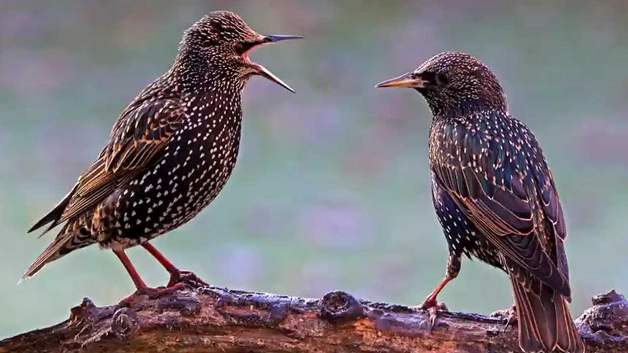 Starling Birds: వేలాది పిచ్చుకలాంటి చిన్న పక్షులు ఒకేసారి ఆకాశంలోకి ...