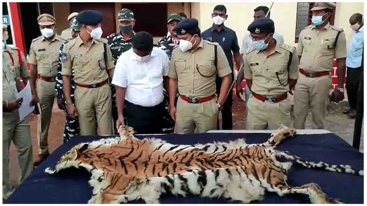 Tiger Skin Smuggling: పెద్దపులుల ప్రాణాలు మింగేస్తున్న మానవ మృగాలు ...