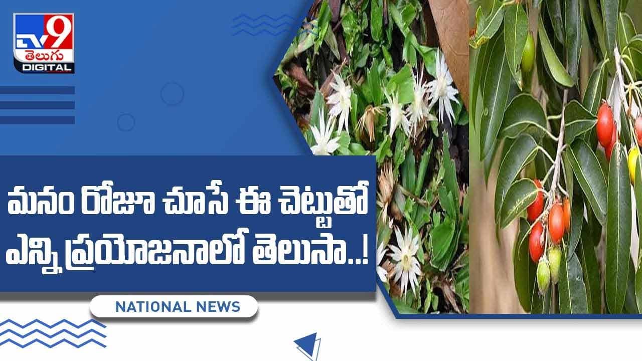 Bakula Medicinal Plant: మనం రోజూ చూసే ఈ చెట్టుతో ఎన్ని ప్రయోజనాలో ...