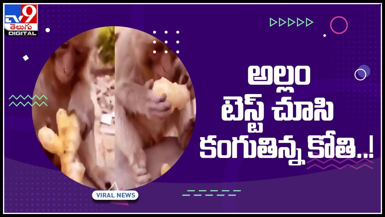 Monkey Viral Video: అల్లం నోట్లో పెట్టుకొని కెవ్వుమన్న కోతి మామ ...