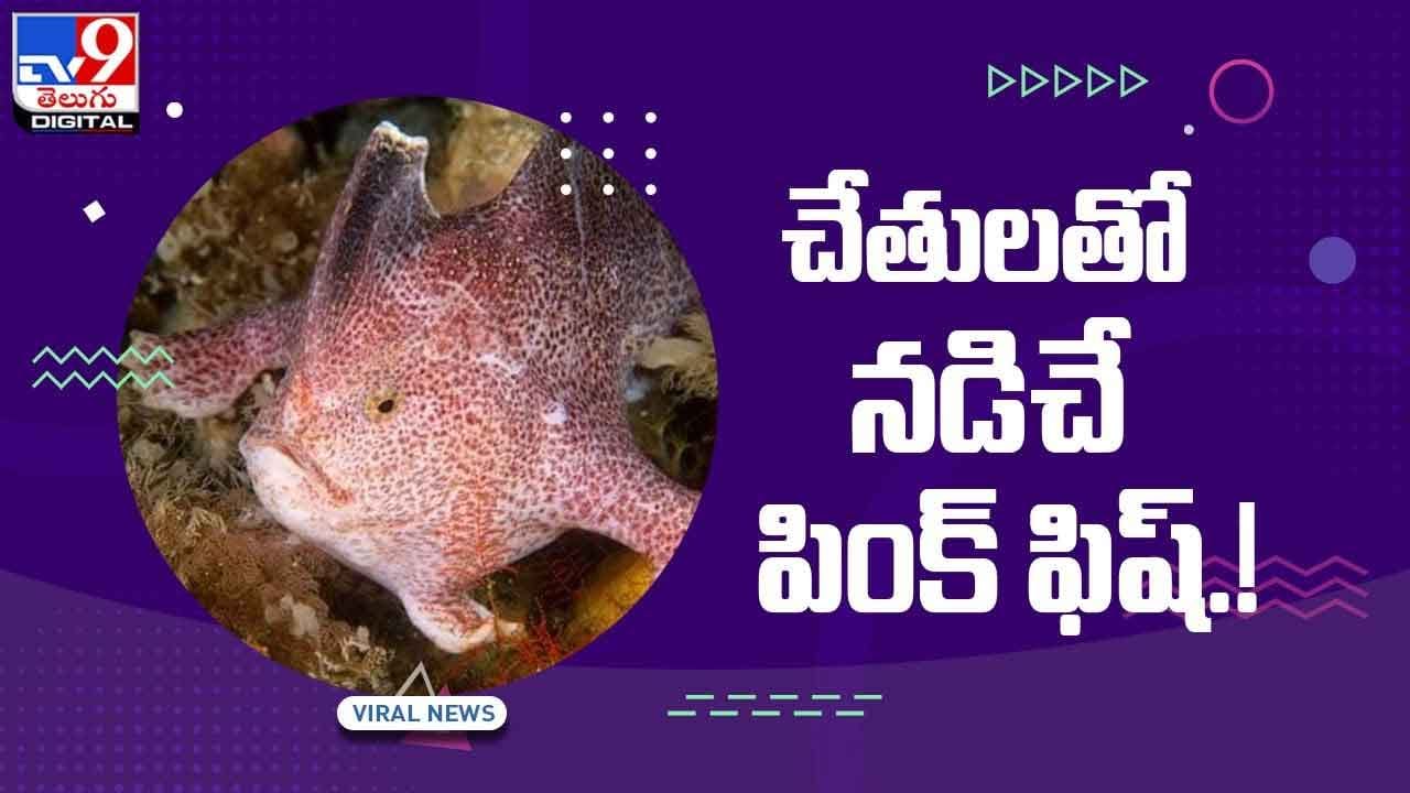 Pink Walking Fish : చేతులతో నడిచే అరుదైన గులాబీ చేప !! వీడియో - Telugu ...