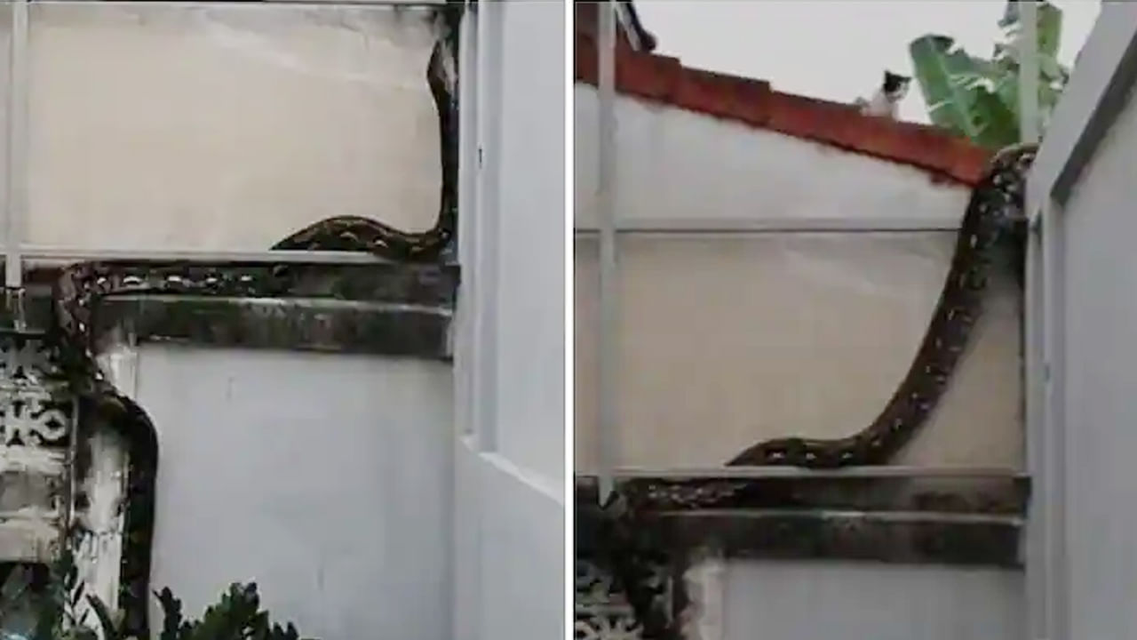 Viral Video: ఒళ్లు గగుర్పొడిచే వీడియో.. గోడపైకి జరజరా పాకుతోన్న భారీ ...