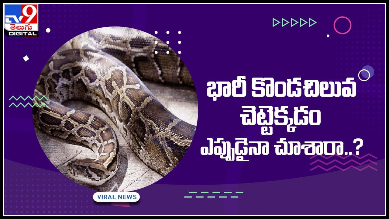 Python viral video: భారీ కొండచిలువ చెట్టెక్కడం ఎప్పుడైనా చూశారా ...