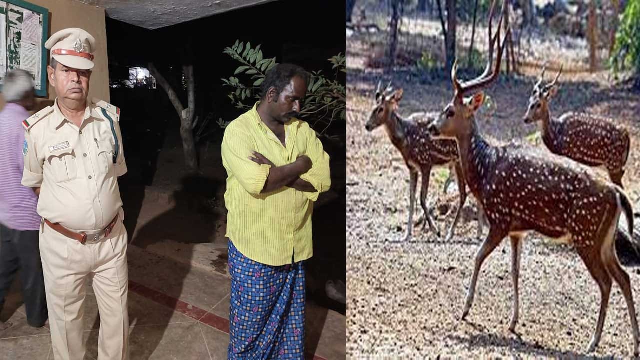 Anantapuram: అనంతలో జింక మాంసం కలకలం.. మాంసం వండుతున్న వ్యక్తిని రెడ్ ...