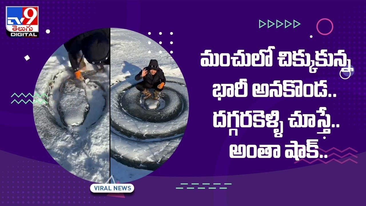 మంచులో చిక్కుకున్న భారీ అనకొండ !! దగ్గరకెళ్ళి చూస్తే.. అంతా షాక్‌ !! వీడియో - Telugu News | A ...