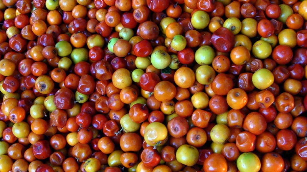 Health Benefits : రేగుపండ్ల వల్ల ఎన్నోలాభాలు.. ముఖ్యంగా ఆ వ్యాధులు దరి ...