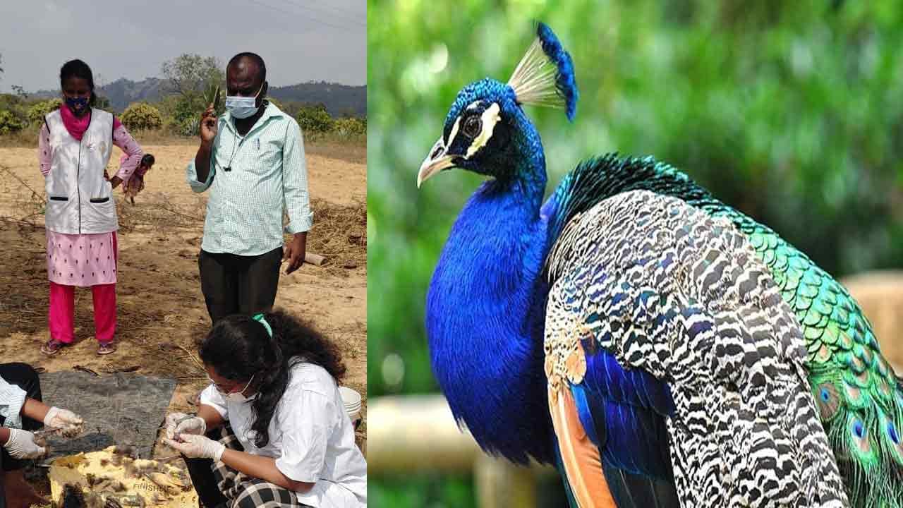 Andhra Pradesh: చిత్తూరుజిల్లాలో దారుణం... మృత్యువాత పడిన నెమళ్ళు ...