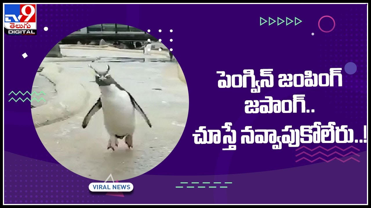 Penguin swinging Video: పెంగ్విన్‌ జంపింగ్‌ జపాంగ్‌.. ఇంత దర్జాతనం ...