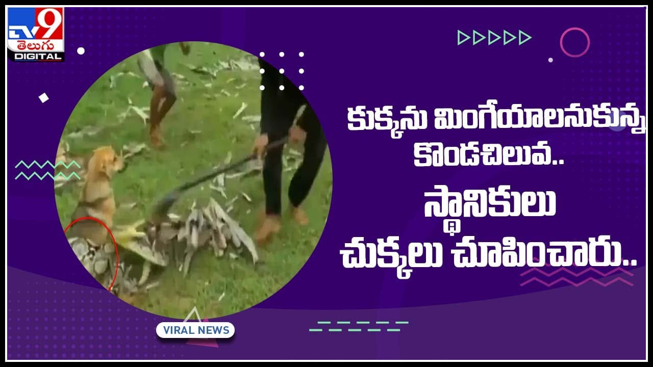 Python-dog Viral Video: కుక్కను మింగేయాలనుకున్న కొండచిలువ.. స్థానికులు ...