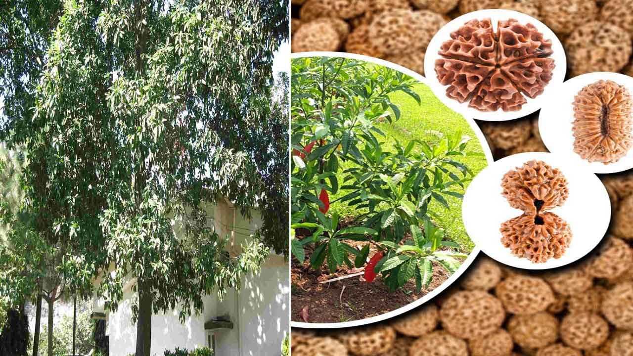 Rudraksha Tree: మన తెలుగు నేలపై కాస్తున్న రుద్రాక్షలు.. ఎక్కడో తెలుసా ...