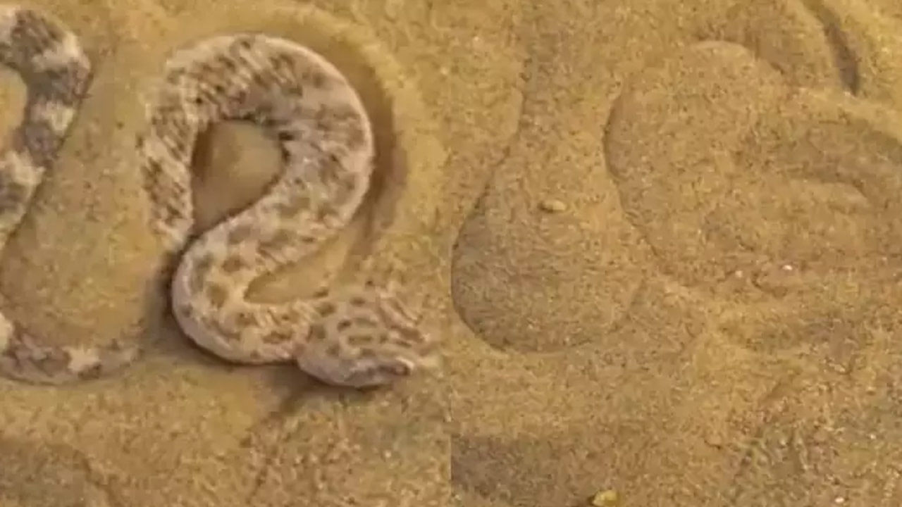 Viral Video: వామ్మో! ఎరను వేటాడేందుకు ఈ పాము ఏం చేస్తోందో చూస్తే ...