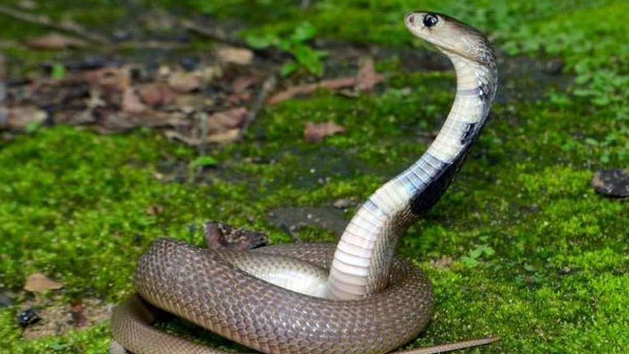 పగబట్టిన పాము.. సినిమా సీన్ ను తలపించేలా.. విషయం తెలిస్తే వెన్నులో ...