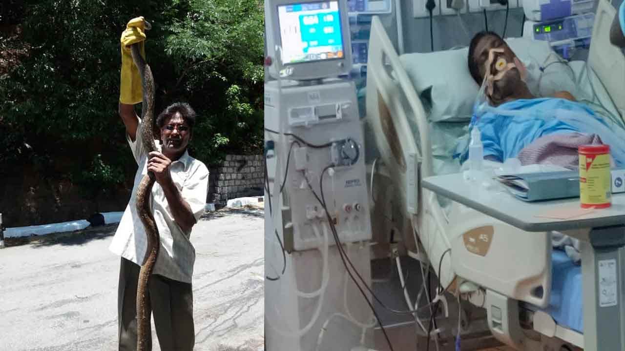 Bhaskar Naidu: స్నేక్ క్యాచర్ భాస్కర్ పరిస్థితి విషయం.. తగ్గుతున్నప్లేట్ లెట్స్ వెంటిలేటర్‌పై ...