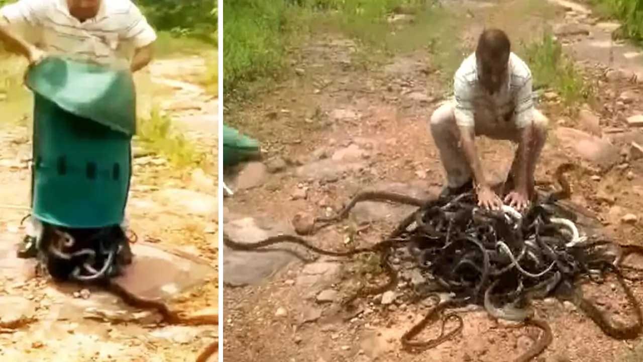 Viral Video: బ్యాగులో 300 పాములను తీసుకెళ్లి అడవిలో వదిలి పెట్టాడు ...