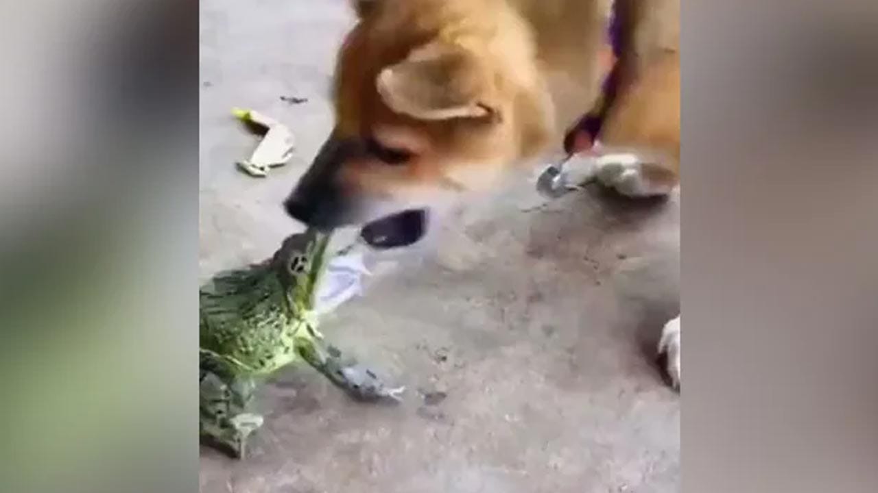 Viral Video: ఎవరైతే నాకేంటి.. కుక్కకు చుక్కలు చూపించిన కప్ప.. భీకర ...
