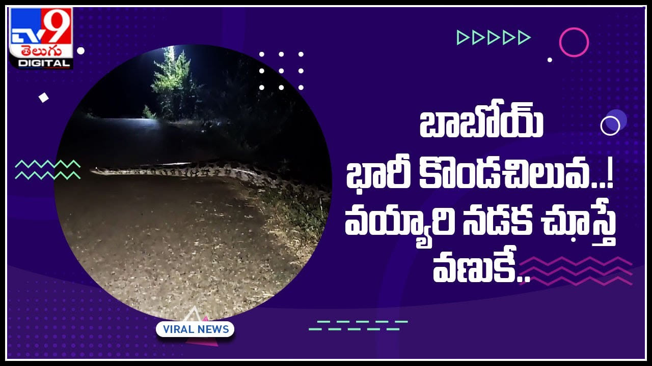 Python Viral Video: బాబోయ్‌ భారీ కొండచిలువ..! వయ్యారి నడక చూస్తే వణుకే ...