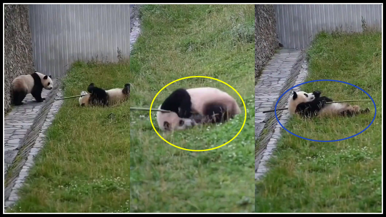 Funny Video: ఏందివయా గట్ల చూస్తున్నవ్.. పాండాతో ఫన్ మామూలుగా ఉండదు మరి ...