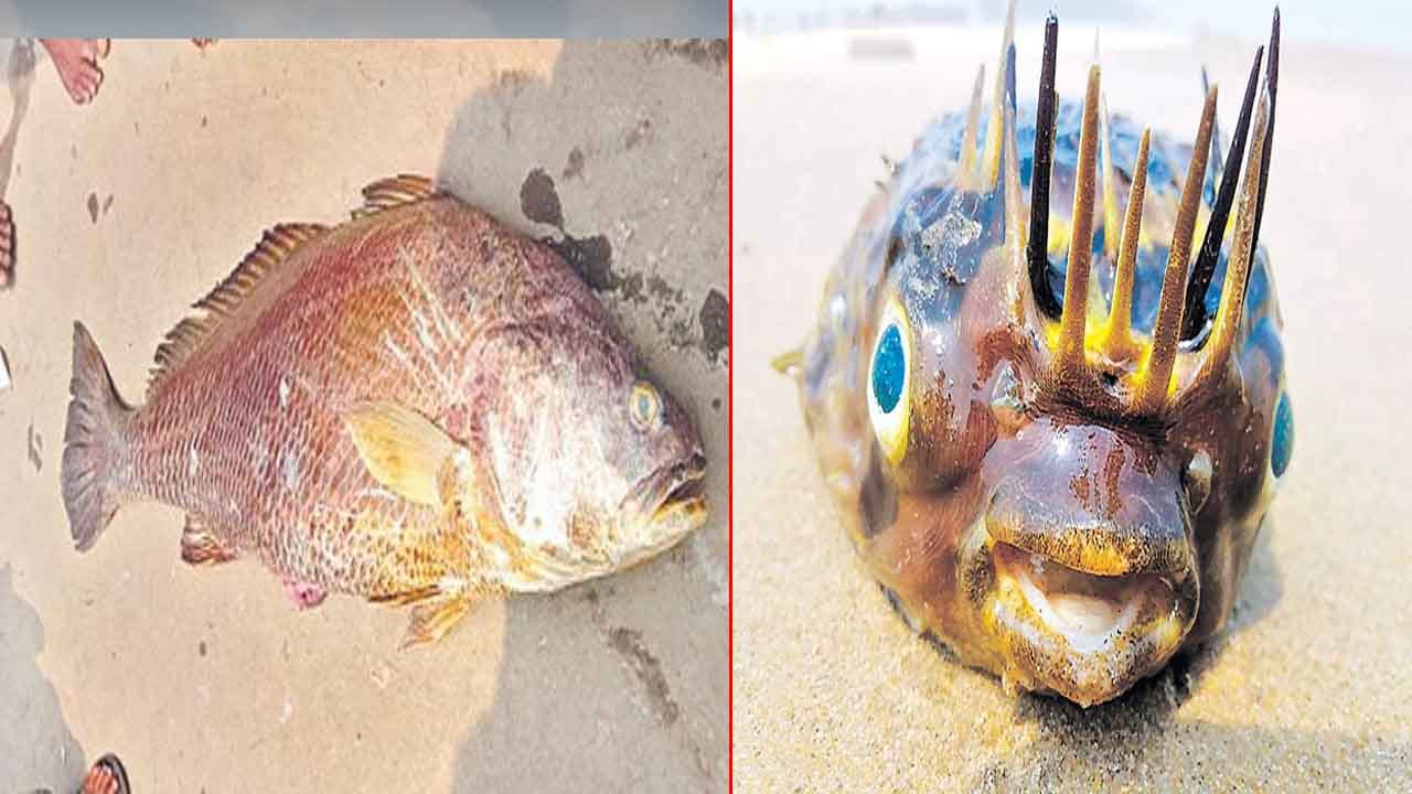 Rare Fishes: తూర్పుగోదావరి జిల్లాలో భయపెడుతున్న డేంజరస్‌ చేపలు.. వాటి ...