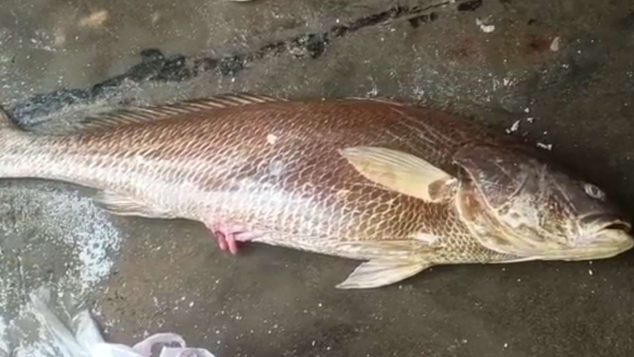 Andhra Pradesh: కచ్చిడి చిక్కింది.. సిరులు తెచ్చింది.. ఎంత పలికిందో ...