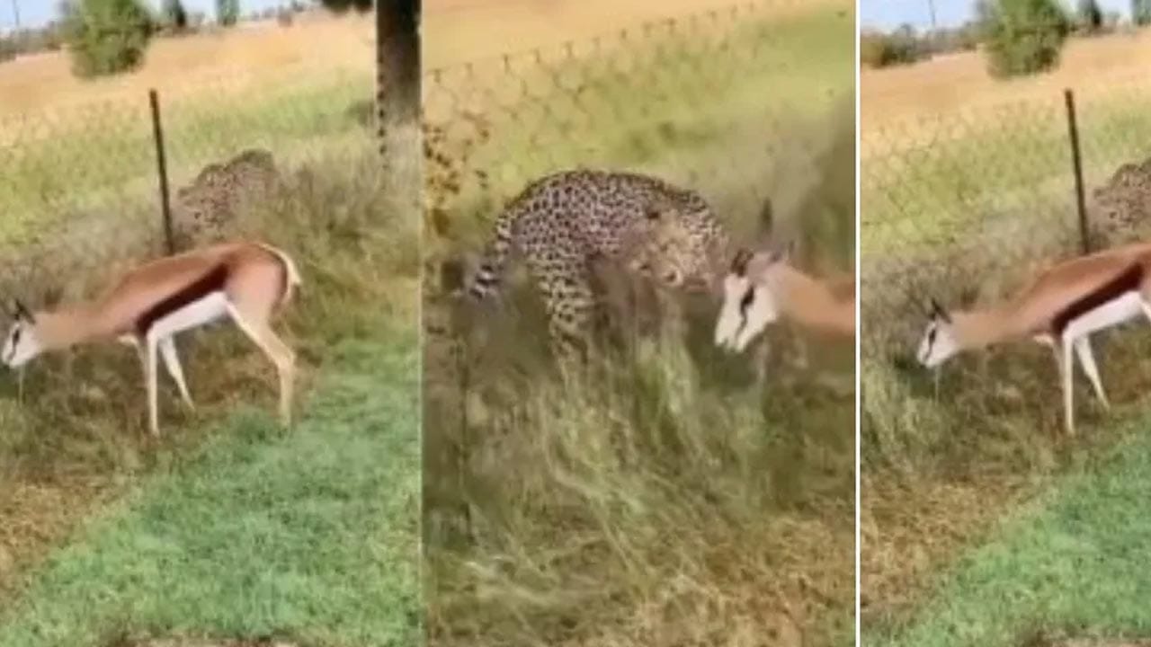 Viral Video: అబ్బ.. మంచి విందు భోజనం దొరికిందిరా.. కానీ అంతలోనే ఊహించని ...