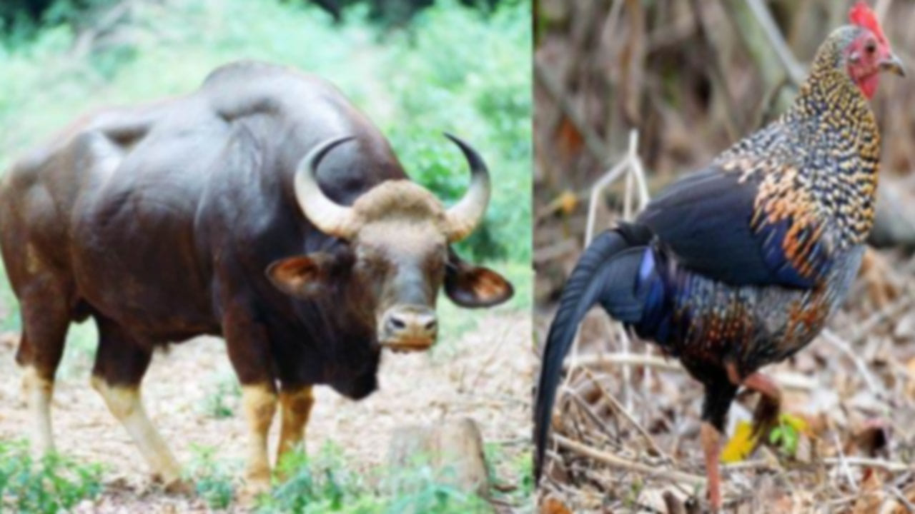 Vishaka Zoo: జంతు ప్రేమికులకు గుడ్ న్యూస్.. విశాఖ 'జూ'కు కొత్త ...