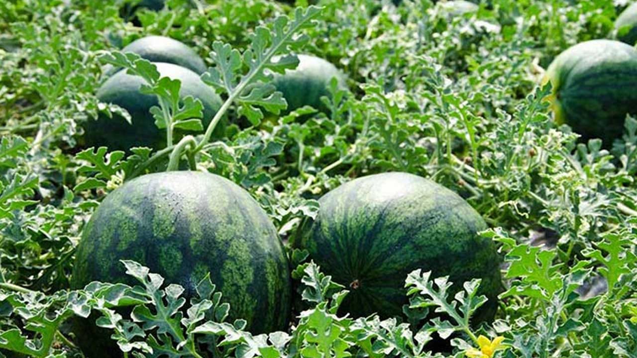 Watermelon Farming: పుచ్చ సాగుతో వేసవిలో కాసుల పంట.. దిగుబడి పెరగాలంటే ...