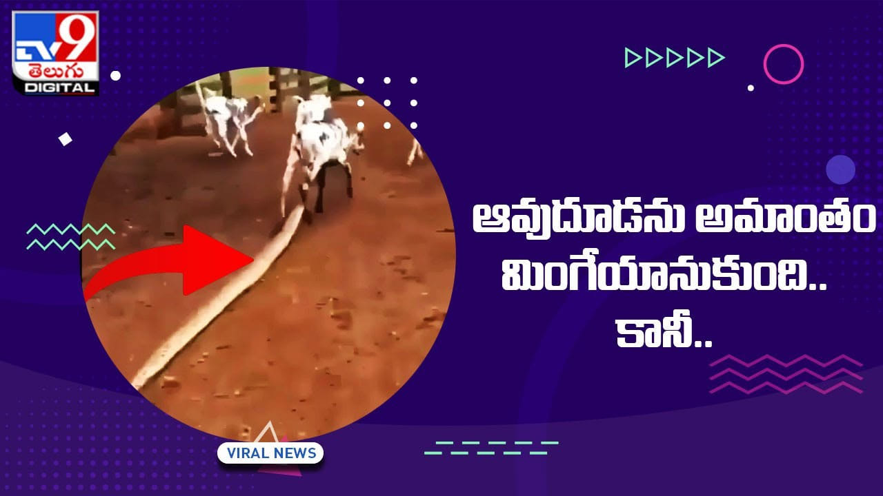 Viral Video: ఆవుదూడ‌ను అమాంతం మింగేయానుకుంది.. కానీ.. - Telugu News | Massive python attacks on ...